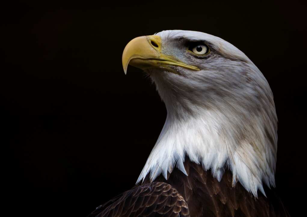 Obama-Era Grant Tied to Eagle Tragedy | Republican Caller